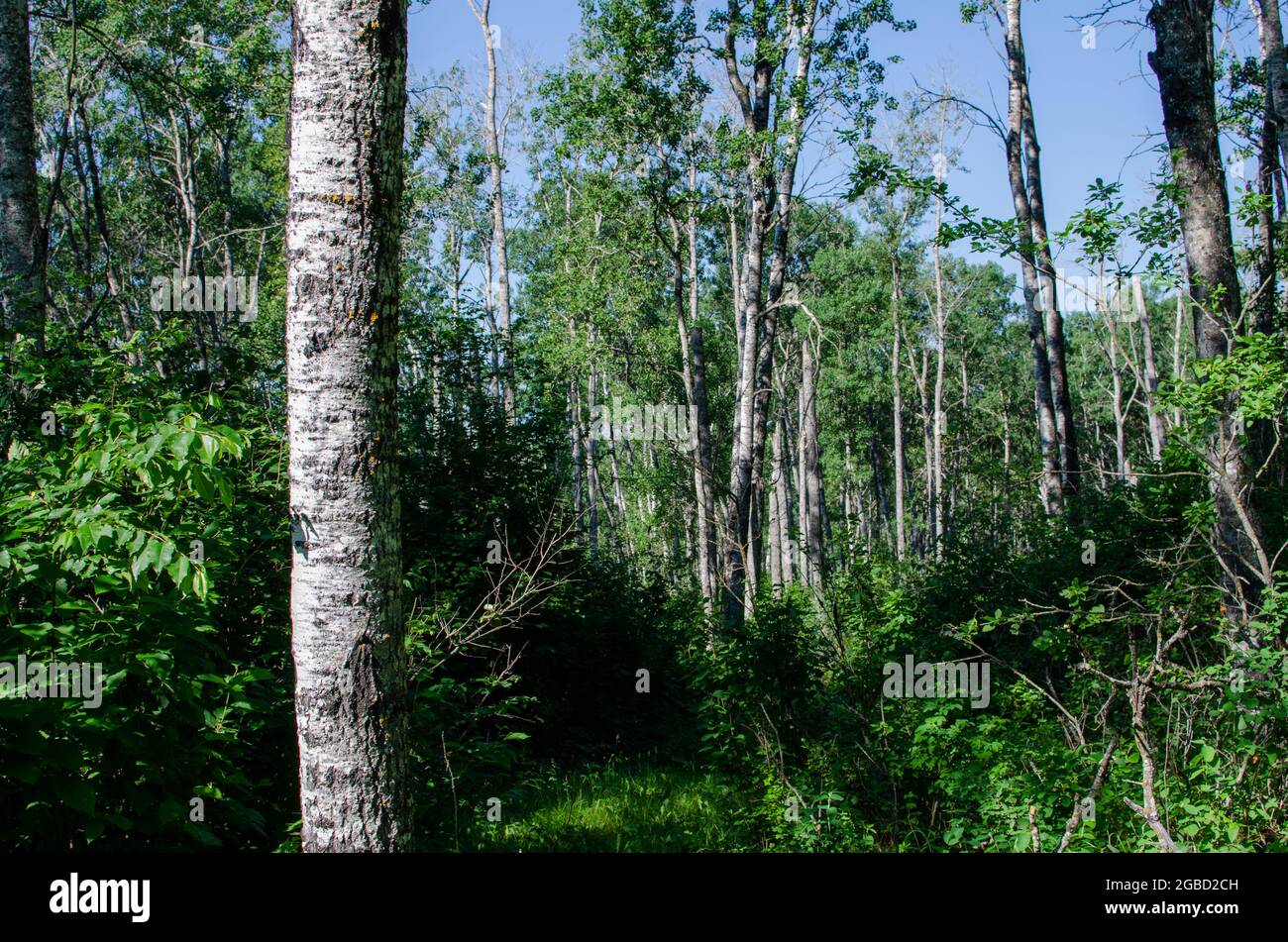 forest in duck mountain provincial park, manitoba, canada Stock Photo ...