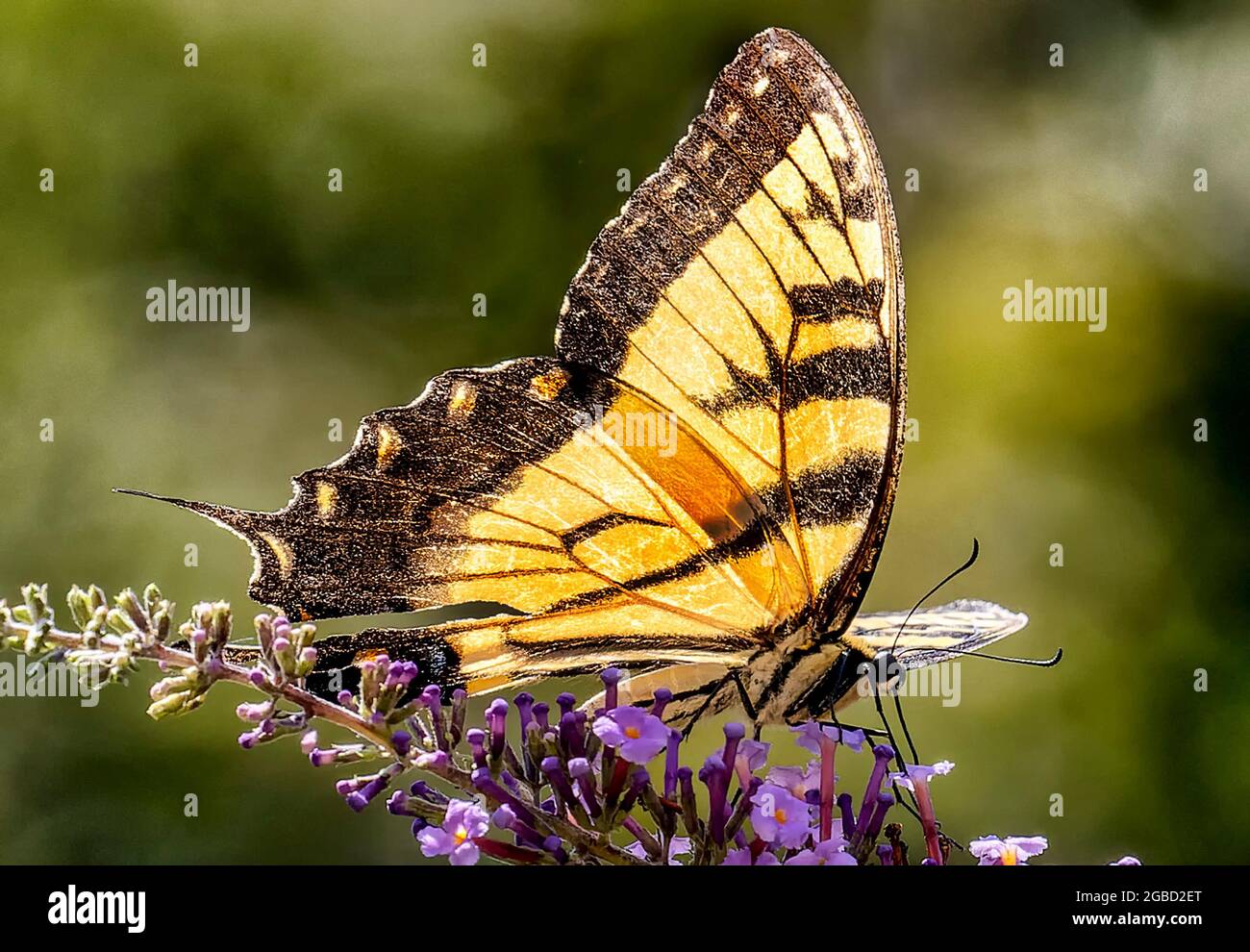 Monarch Butterfly alighted onto a Butterfly Bush Stock Photo - Alamy