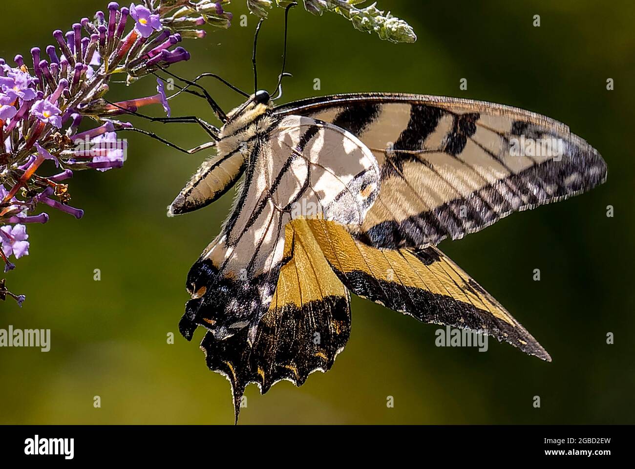 Monarch Butterfly alighted onto a Butterfly Bush Stock Photo - Alamy