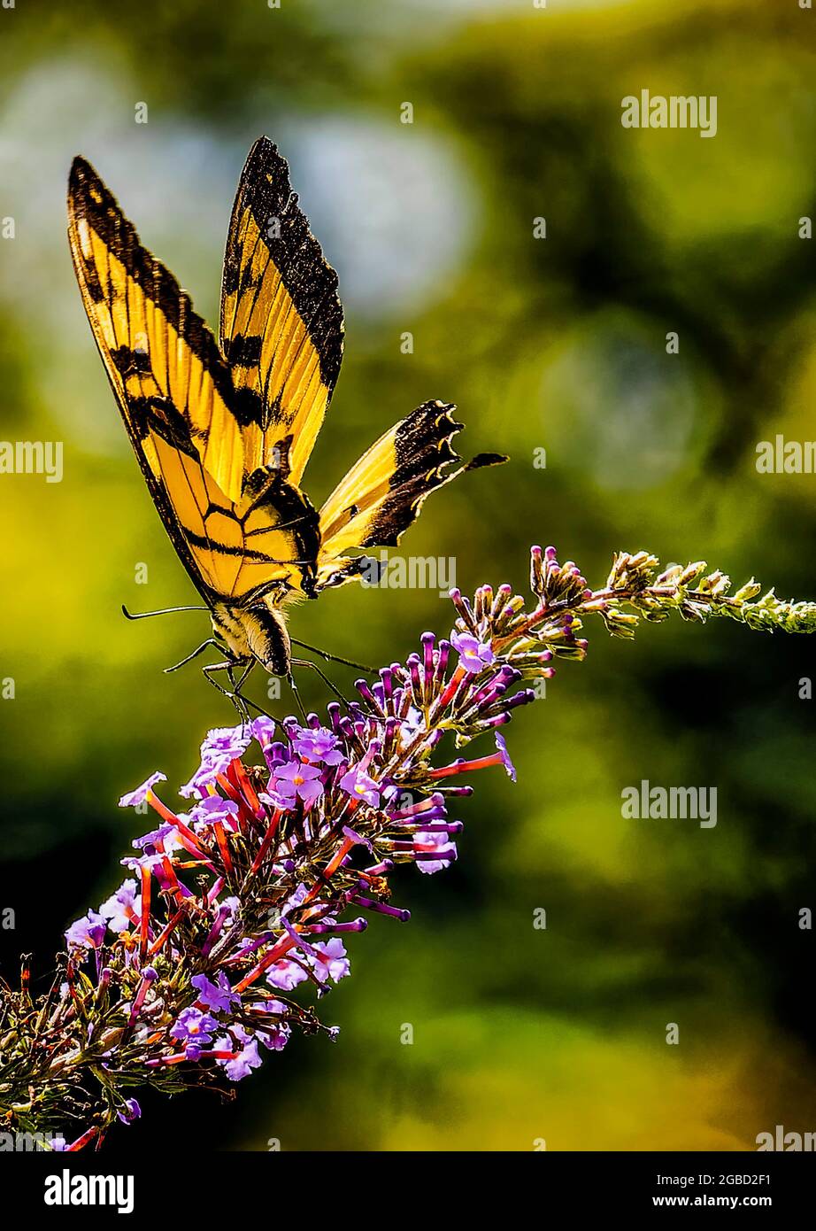 Monarch Butterfly alighted onto a Butterfly Bush Stock Photo - Alamy