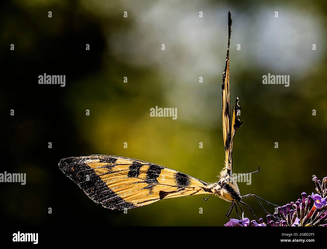 Monarch Butterfly alighted onto a Butterfly Bush Stock Photo - Alamy