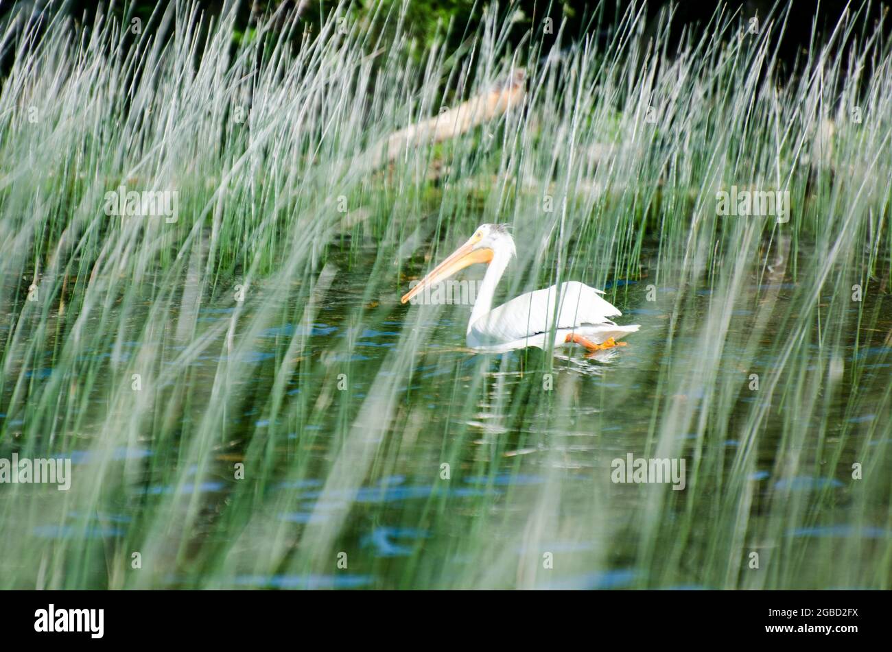 Pelican at Child's Lake in Duck Mountain Provincial Park, Manitoba ...