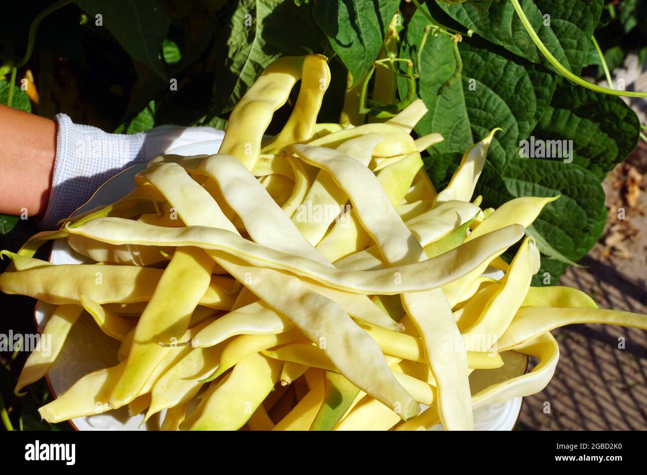 Organic cultivation in the home garden. Beautiful harvest of beans ...