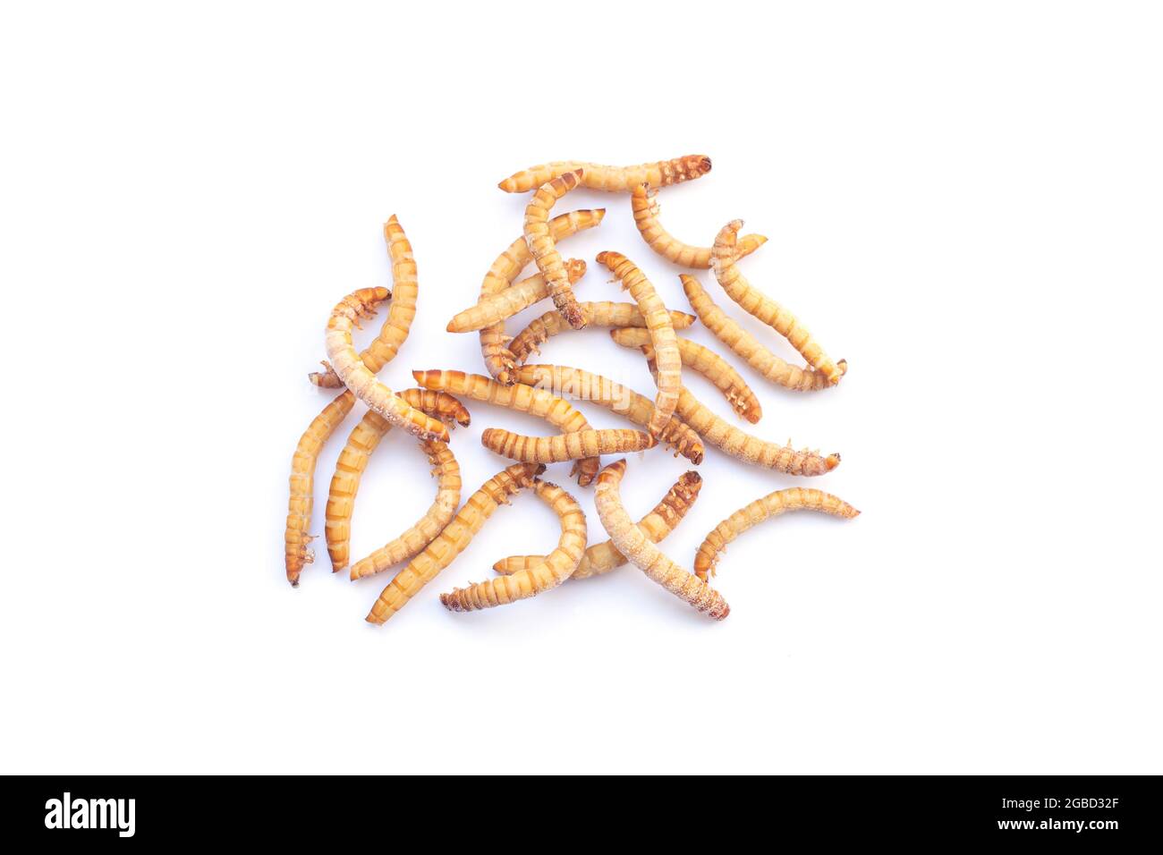 Mealworms background hi-res stock photography and images - Alamy