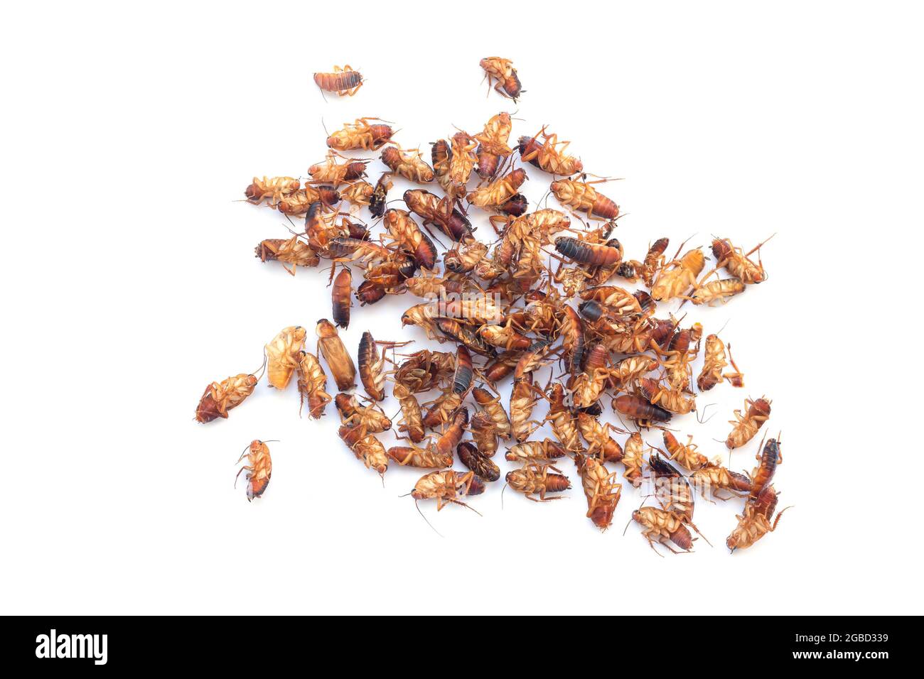 Heap of dead cockroach insects isolated on white background top view ...
