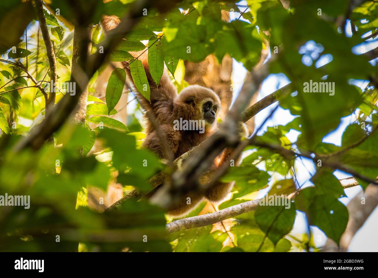 gibbon ,mammal wildlife in the forest at asia Stock Photo - Alamy
