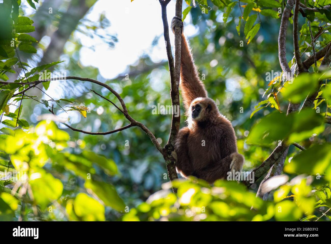 gibbon ,mammal wildlife in the forest at asia Stock Photo - Alamy