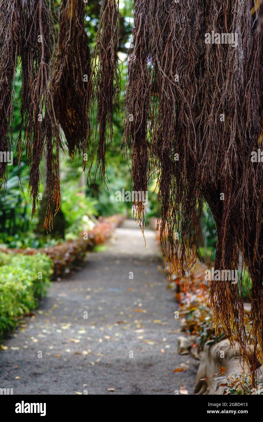 Path under ficus tree in botanical garden Stock Photo - Alamy