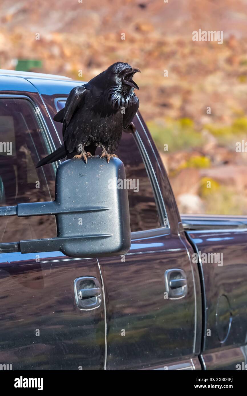 Raven nature trail hi-res stock photography and images - Alamy