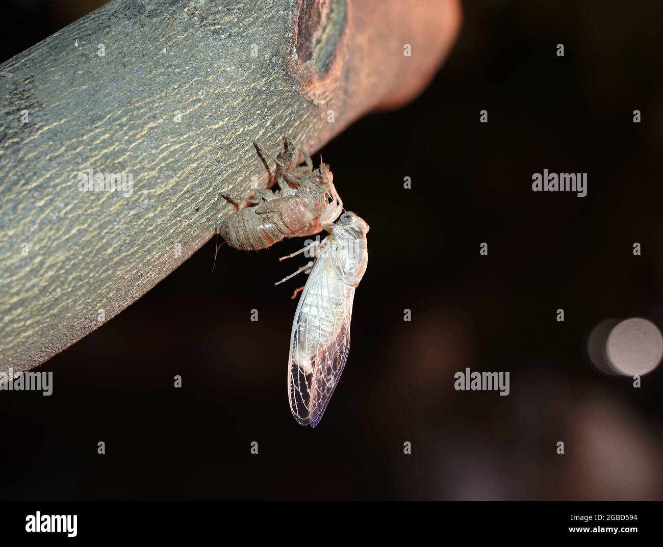Cicada life cycle hi-res stock photography and images - Alamy