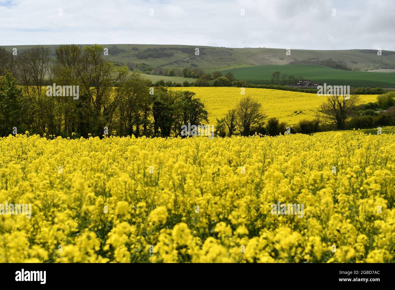 Yellow rapeseed crops uk hi-res stock photography and images - Alamy