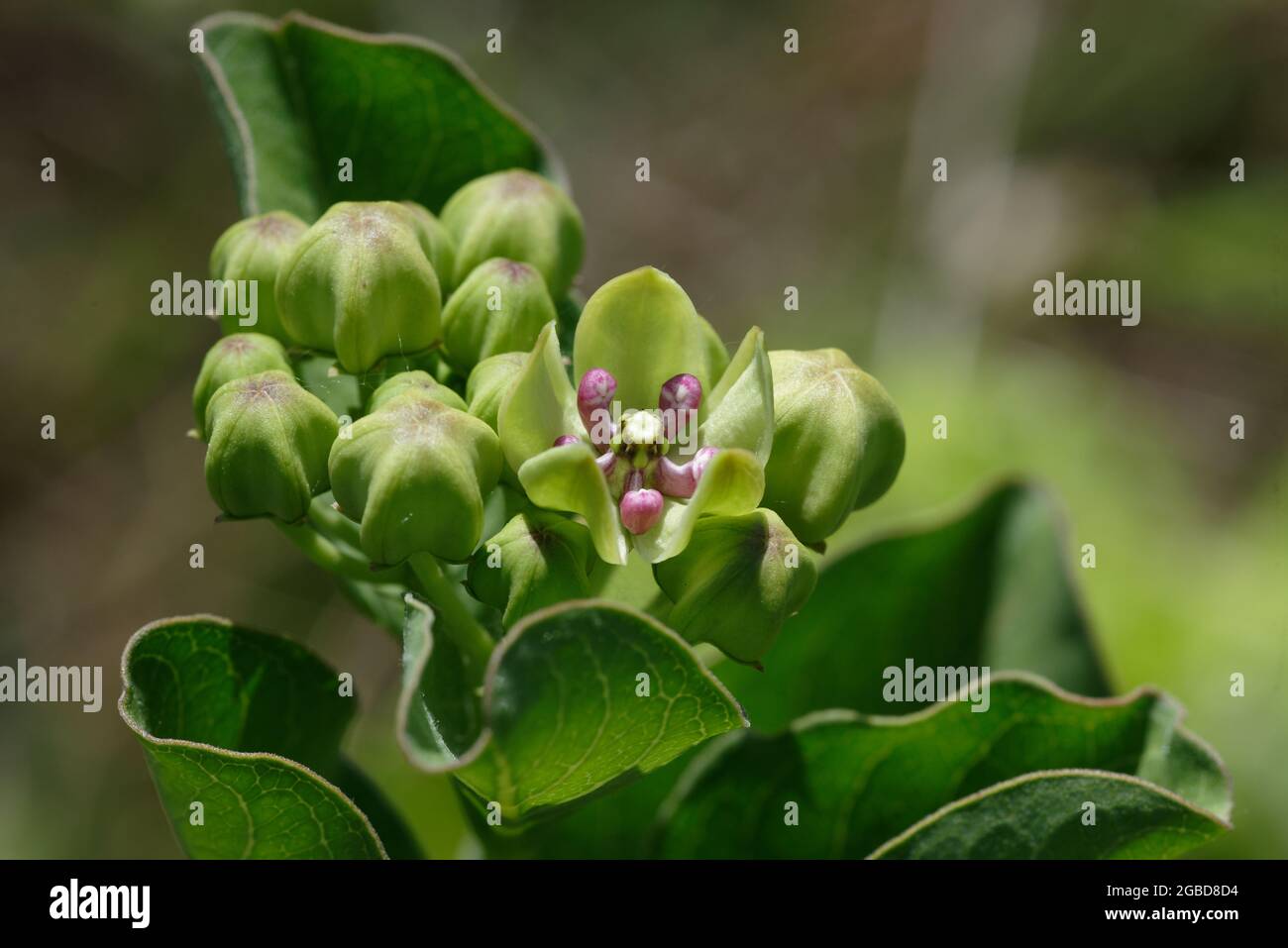 monarch host plant Stock Photo - Alamy