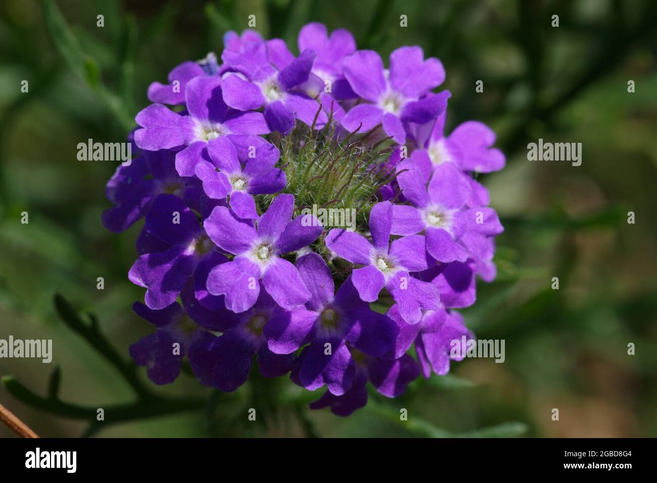 Verbena bipinnatifida hi-res stock photography and images - Alamy