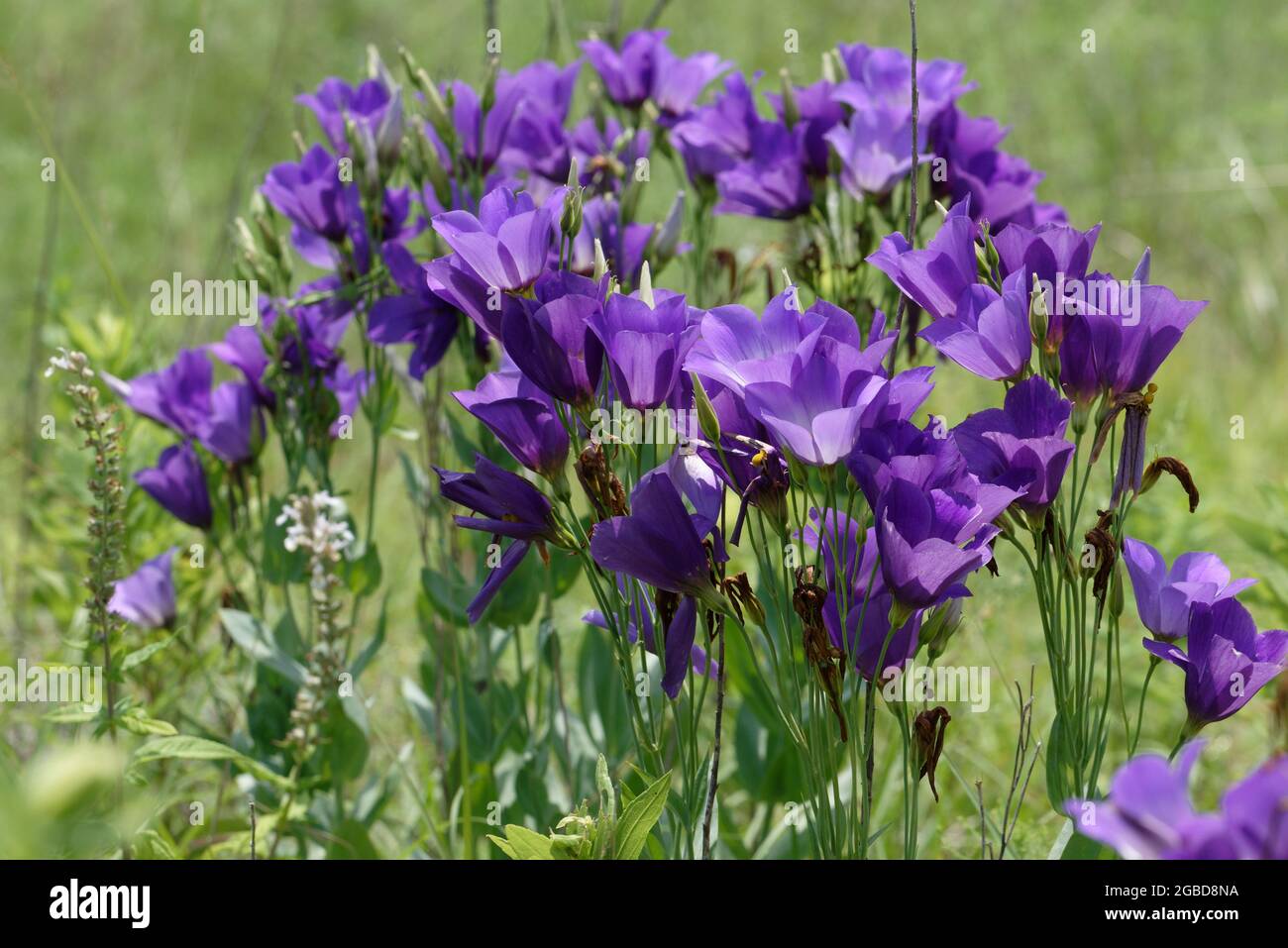 Texas bluebell wildflower hi-res stock photography and images - Alamy