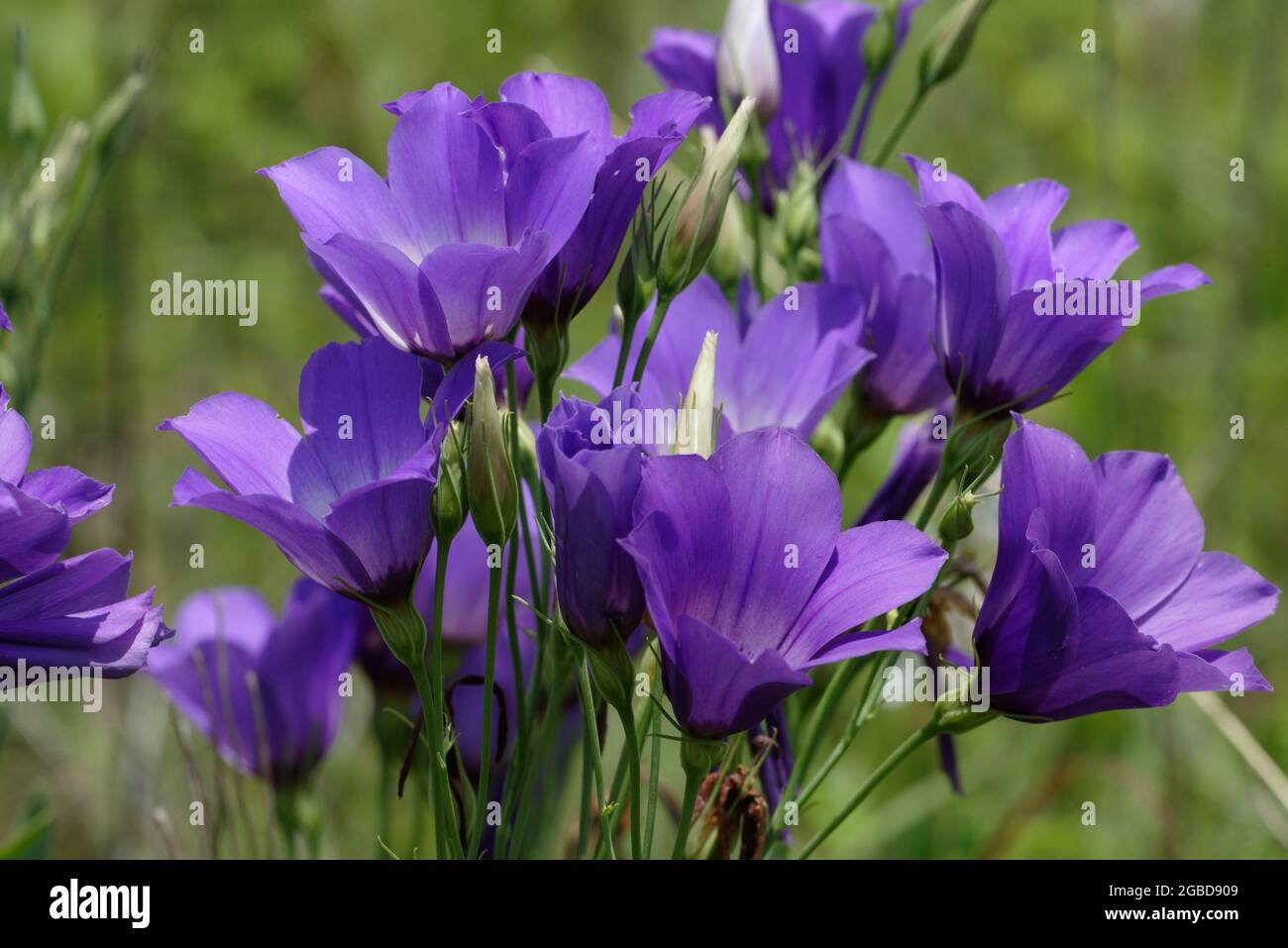 Texas bluebells hi-res stock photography and images - Alamy