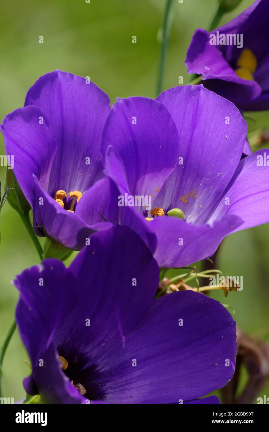 Texas bluebells hi-res stock photography and images - Alamy