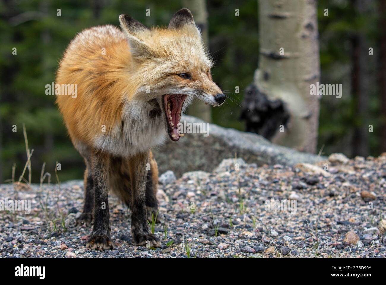 Red Fox, Vulpes vulpes, Mount Evans, Colorado Stock Photo - Alamy