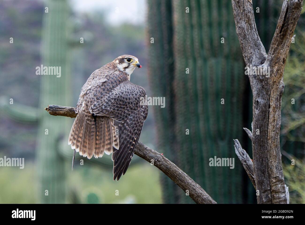 Prairie Falcon, Falco mexicanus, Arizona, USA Stock Photo - Alamy