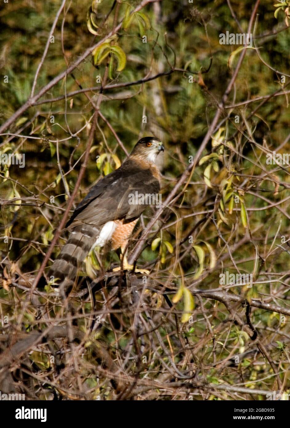 Cooper's Hawk, Accipter cooperii, California, USA Stock Photo - Alamy