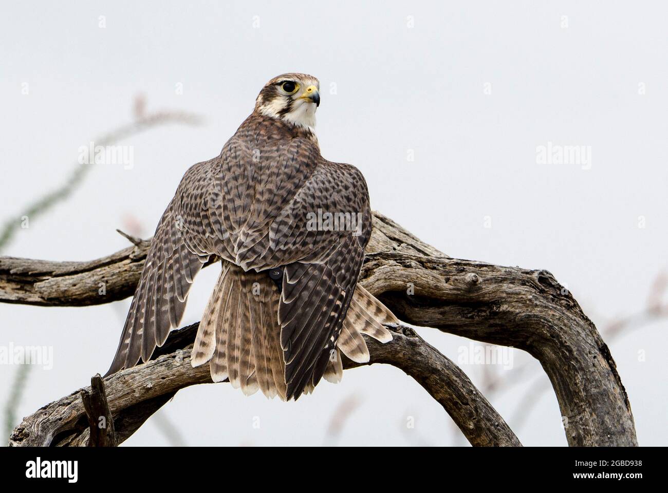 Falco mexicanus hi-res stock photography and images - Alamy