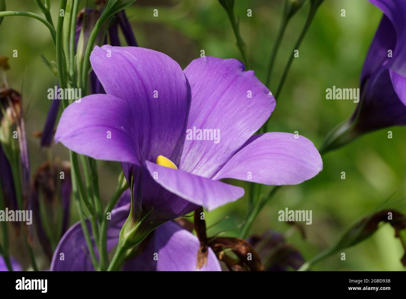 Texas bluebell wildflower hi-res stock photography and images - Alamy
