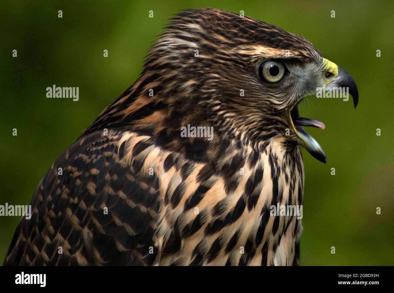 Northern goshawk usa hi-res stock photography and images - Alamy