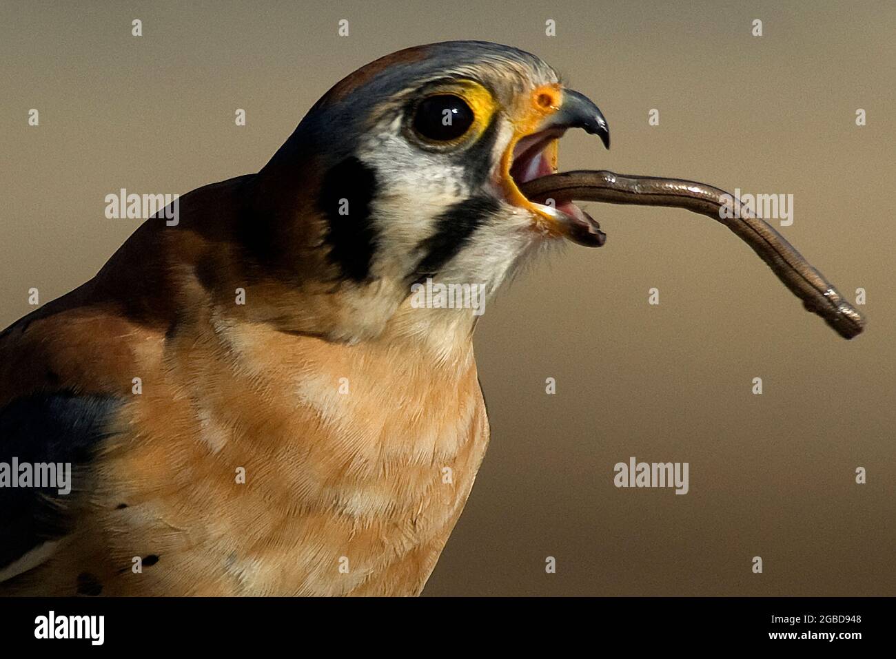 Falco sparverius hi-res stock photography and images - Alamy