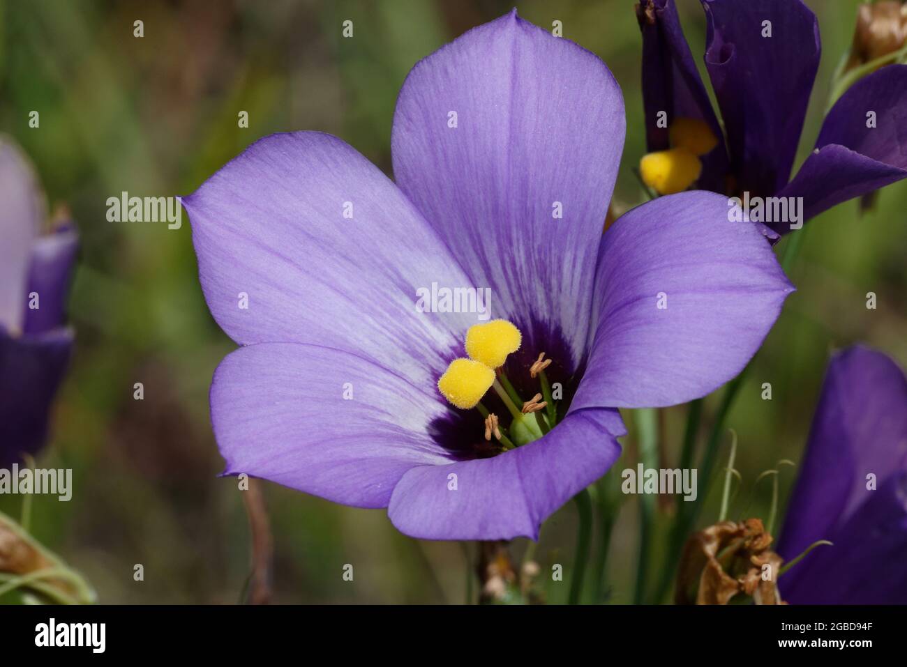 Texas bluebell flower High Resolution Stock Photography and Images - Alamy