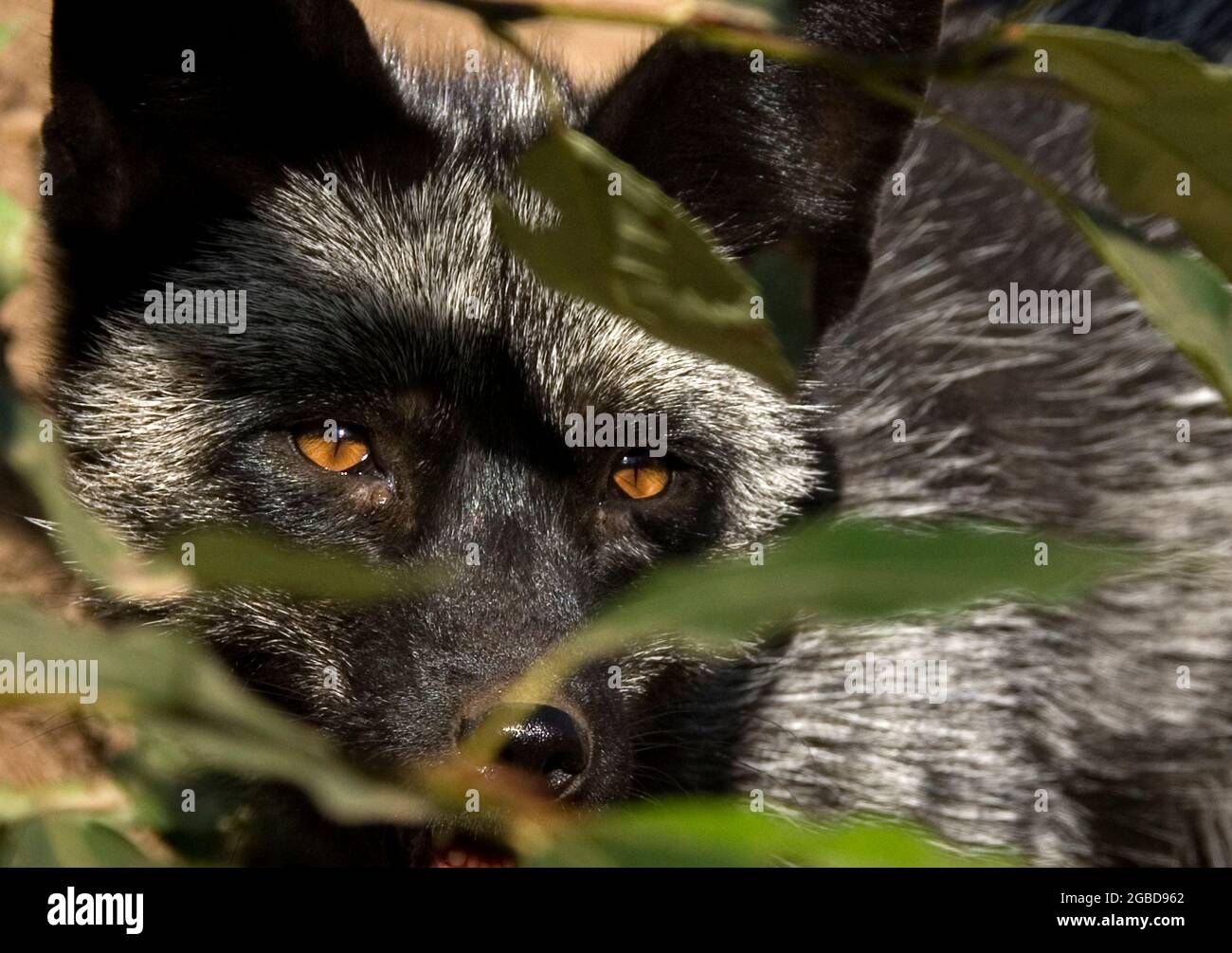 Red Fox (Black Phase), Vulpes vulpes, Haines, Alaska, USA Stock Photo ...
