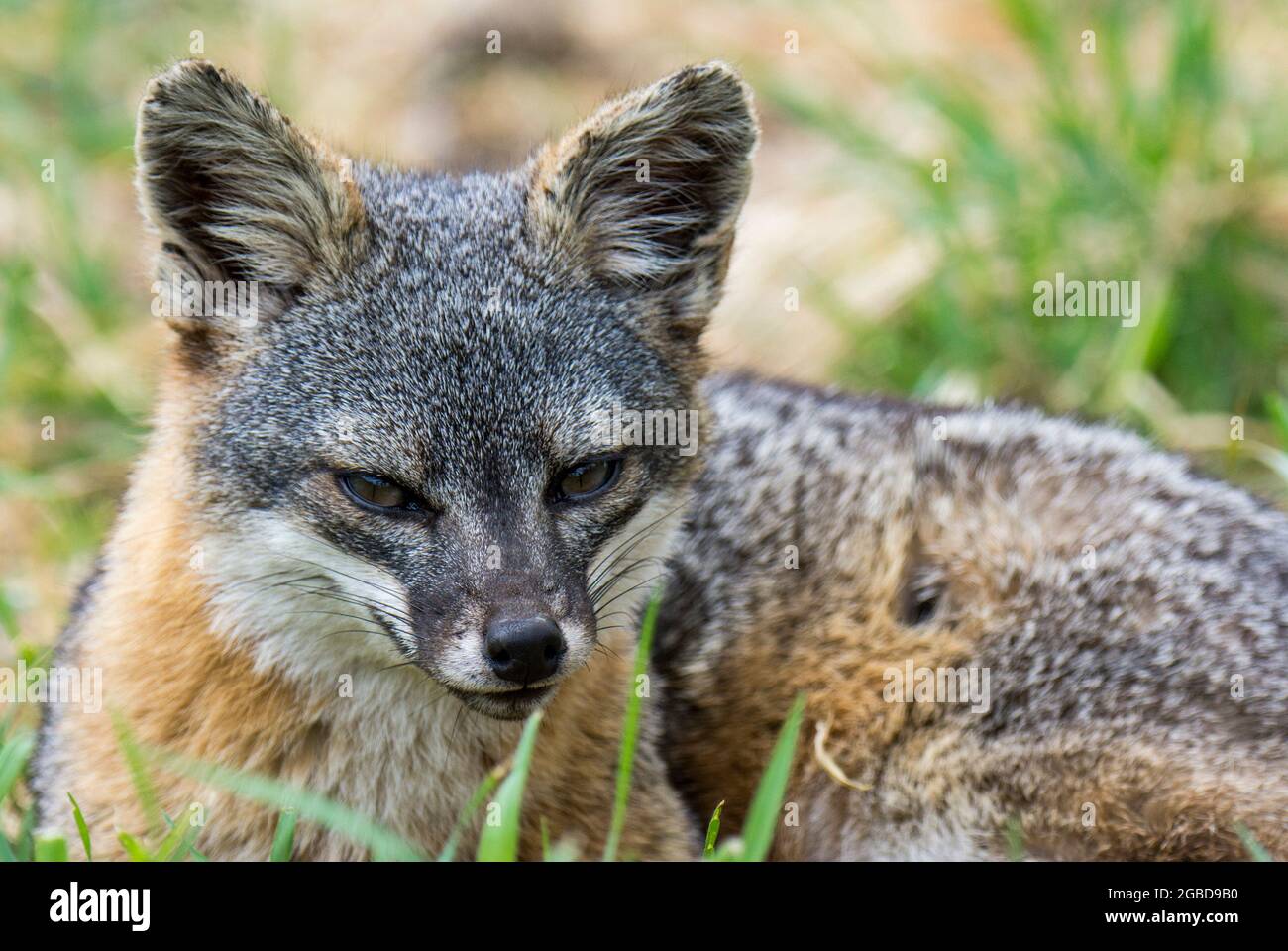 Island Fox, Urocyon littoralis, Channel Islands, California Stock Photo ...