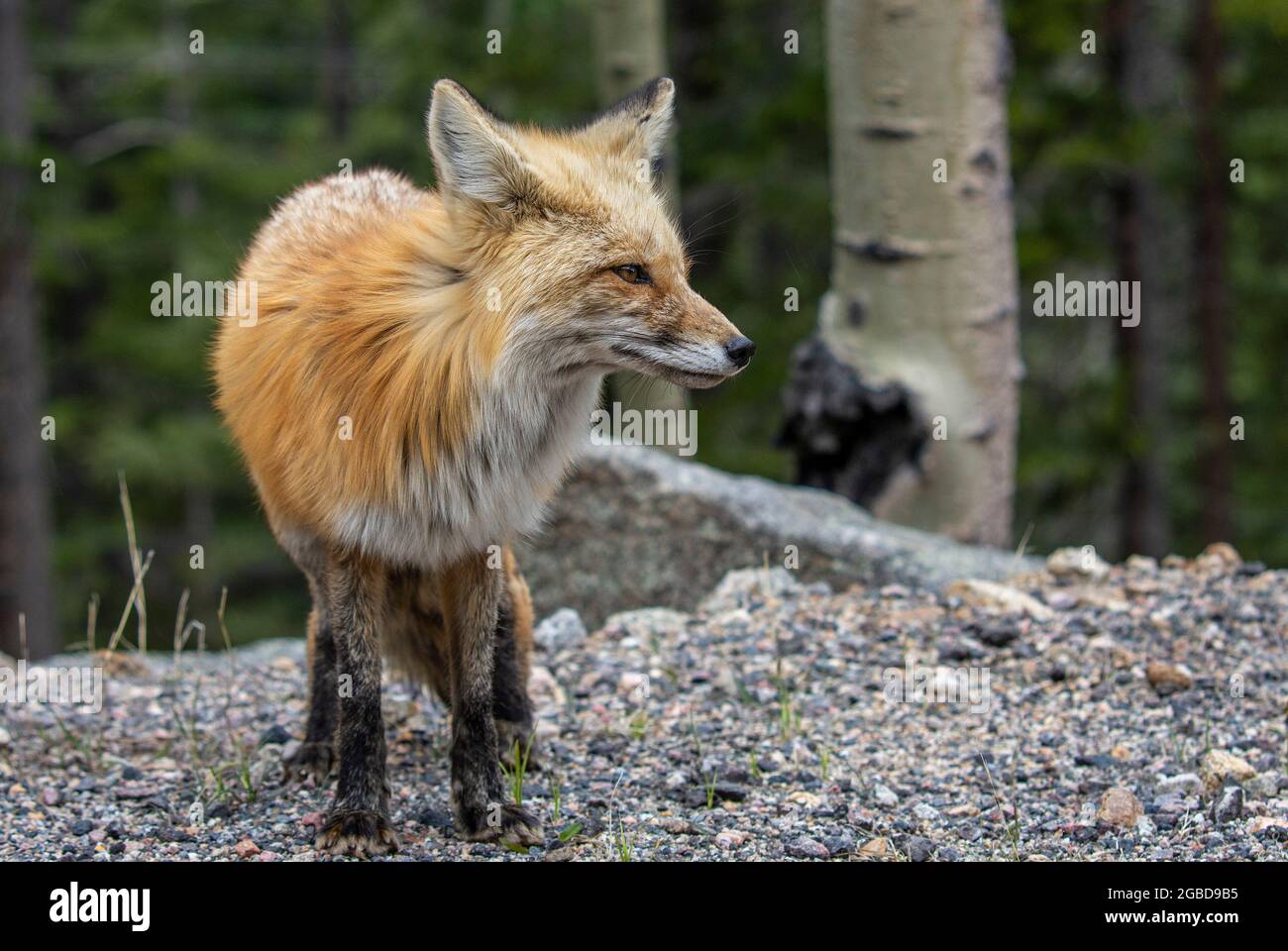 Red Fox, Vulpes vulpes, Mount Evans, Colorado Stock Photo - Alamy