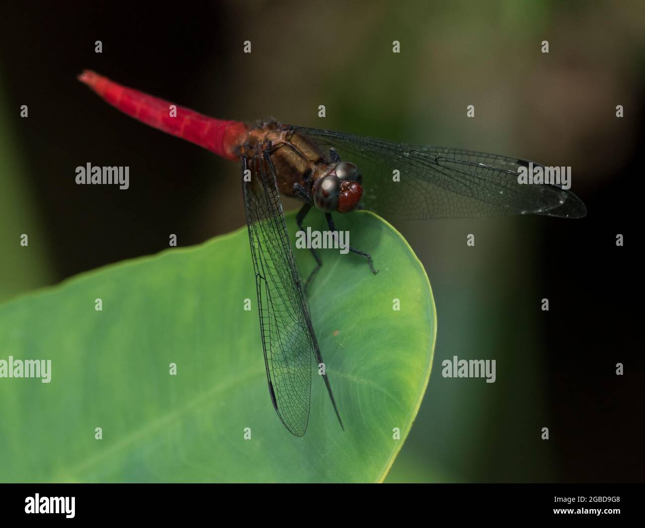 Griffinflies hi-res stock photography and images - Alamy