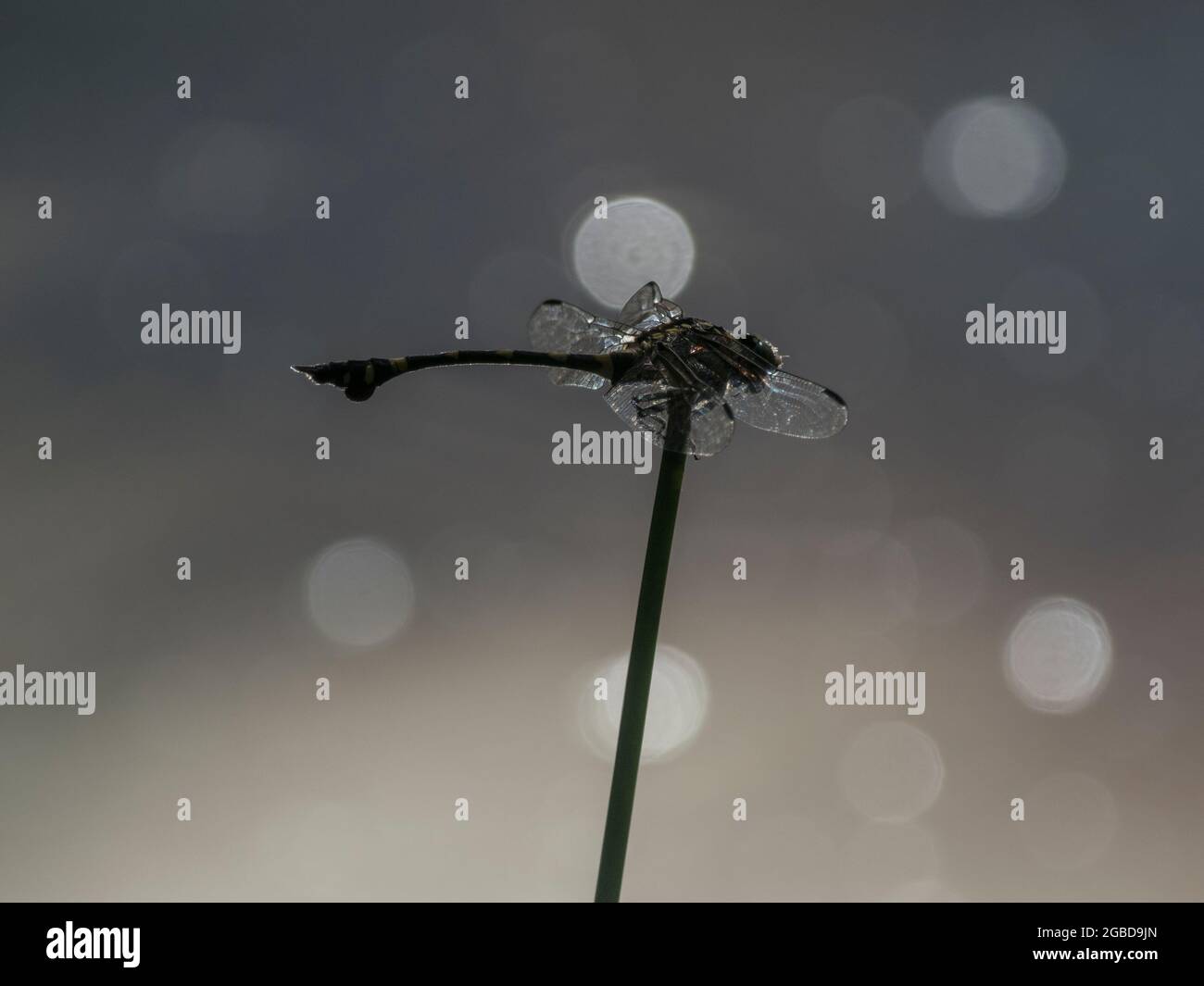 Griffinflies hi-res stock photography and images - Alamy