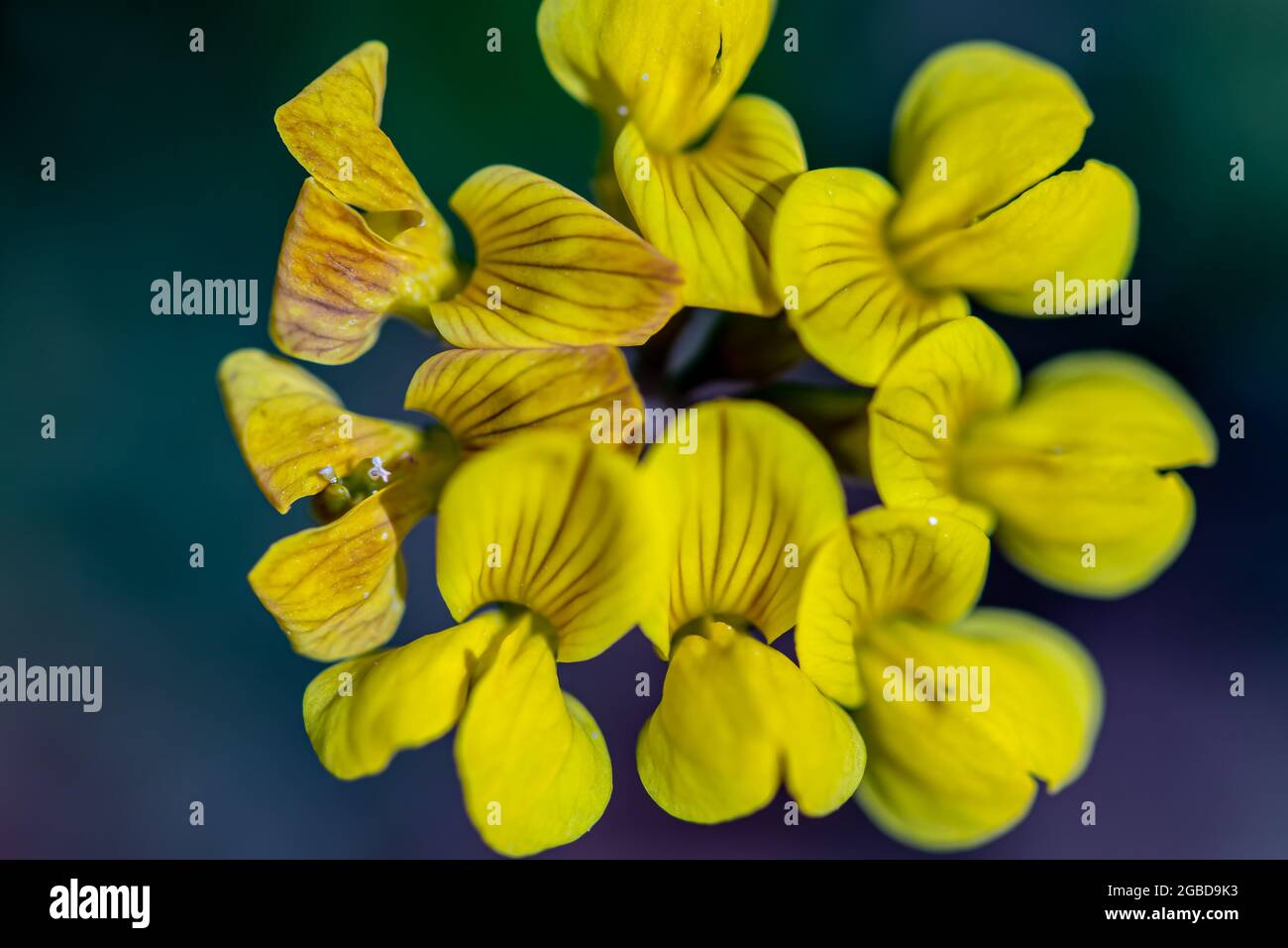 Lotus corniculatus flower growing in the field, macro Stock Photo - Alamy