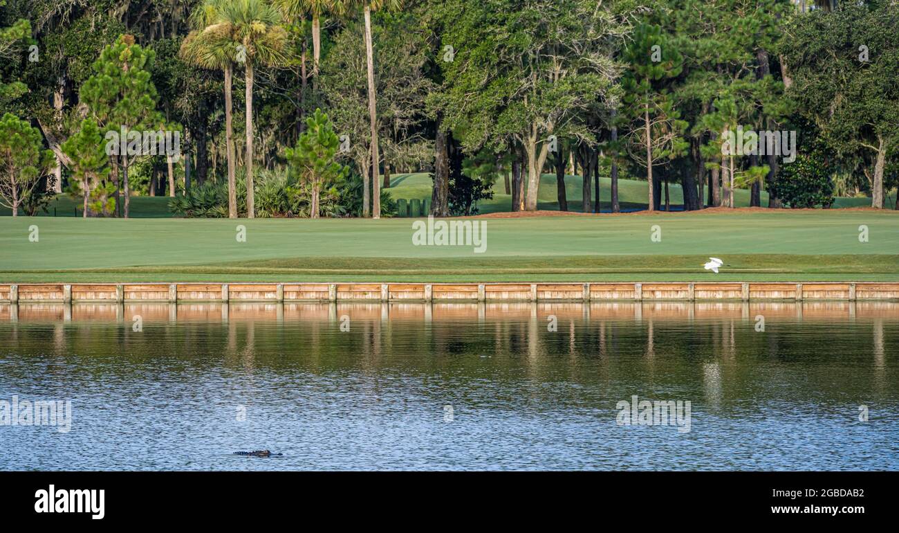 Florida golf course wildlife hi-res stock photography and images - Alamy