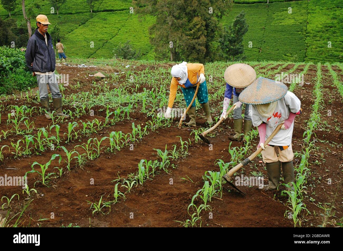 Three female farmers hoe the soil on a plantation while a man supervise ...