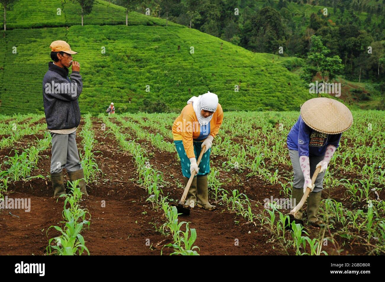 Two female farmers hoe the soil on a plantation while a man supervise ...