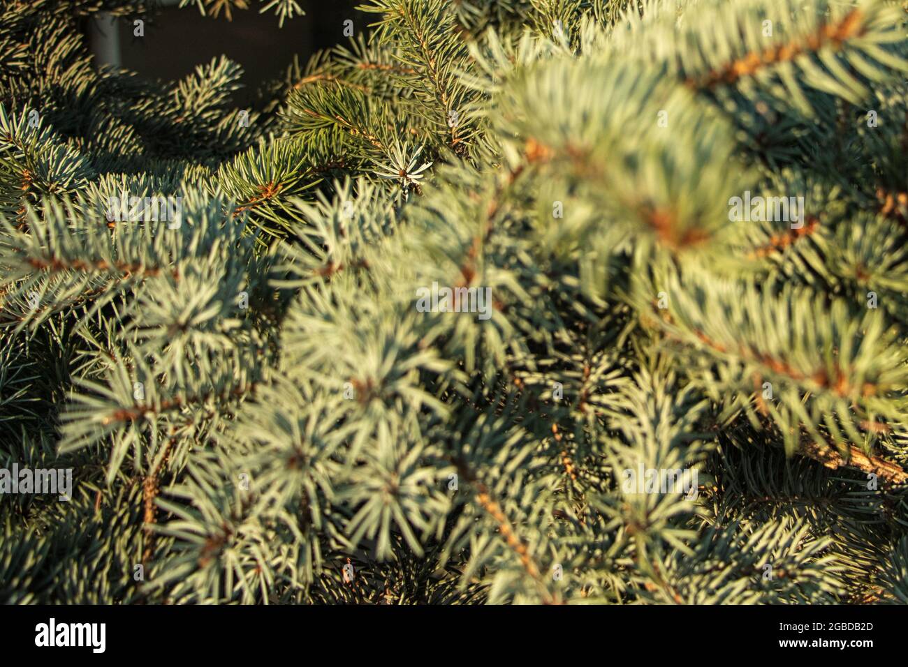 Conifer tree russia hi-res stock photography and images - Alamy