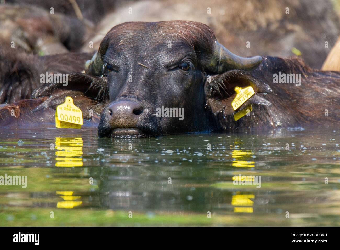 Buffalos bathing in water hi-res stock photography and images - Alamy