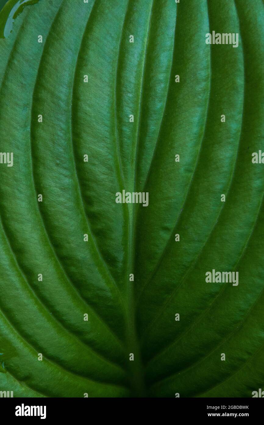 Green leaf texture as background. beautiful parallel lines on a piece ...