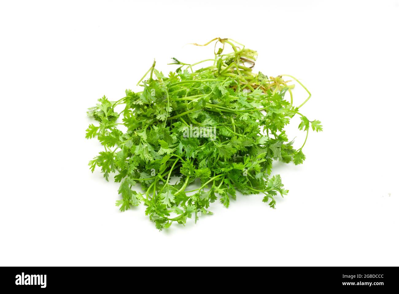 Fresh organic green coriander on isolated white background Stock Photo ...