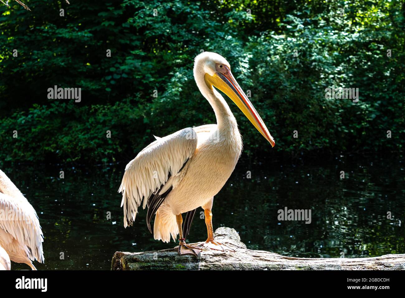 The Great White Pelican, Pelecanus onocrotalus also known as the rosy ...