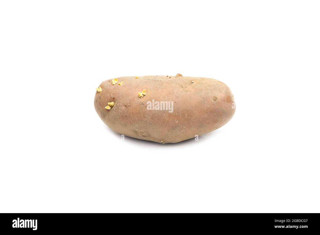 Fresh potato with growing buds on isolated white background Stock Photo ...
