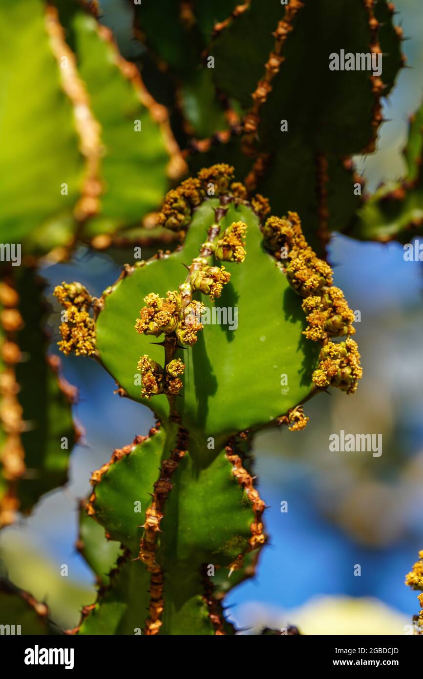 Close view of Transvaal candelabra tree, or bushveld candelabra ...