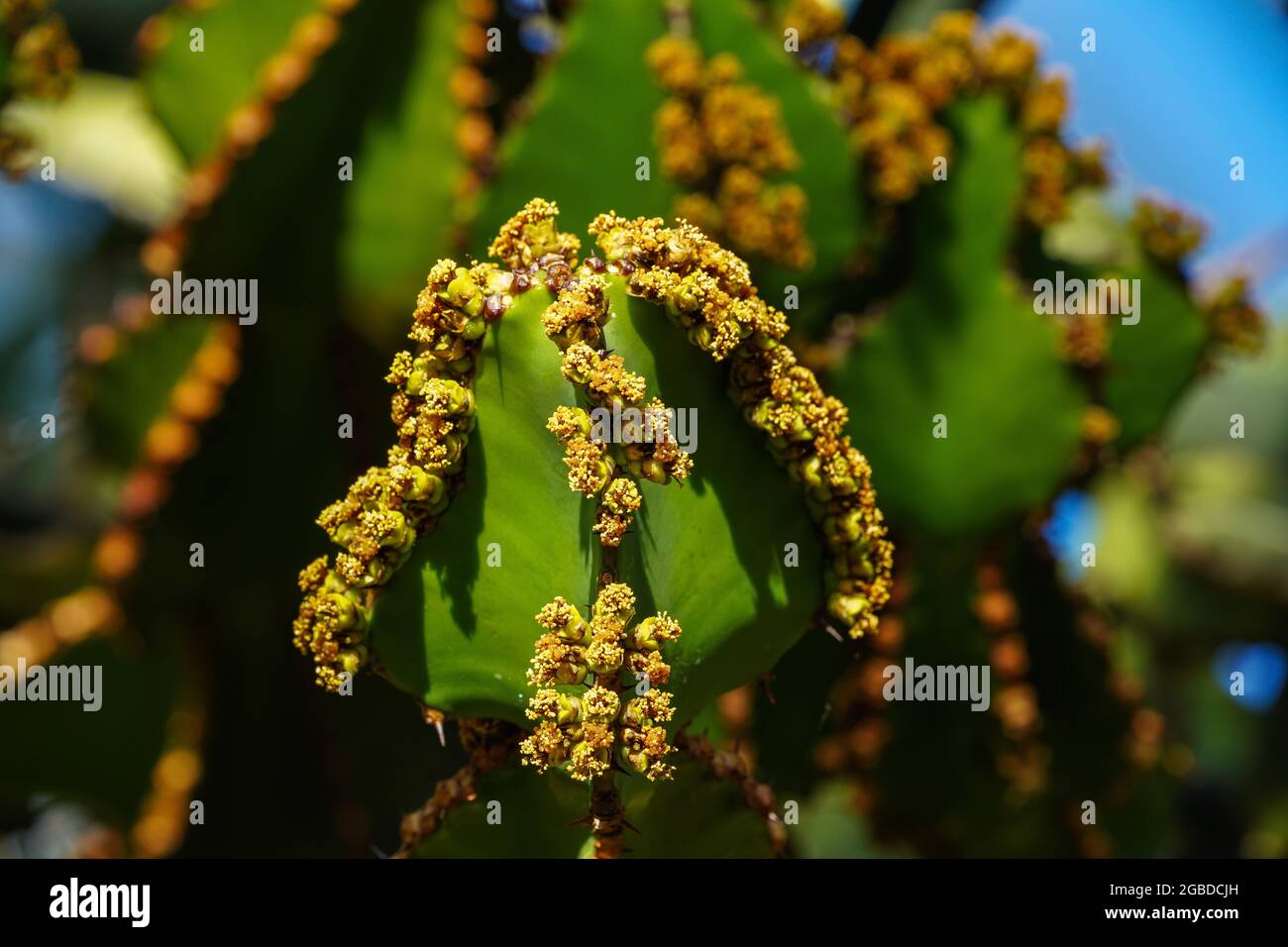 Close view of Transvaal candelabra tree, or bushveld candelabra ...