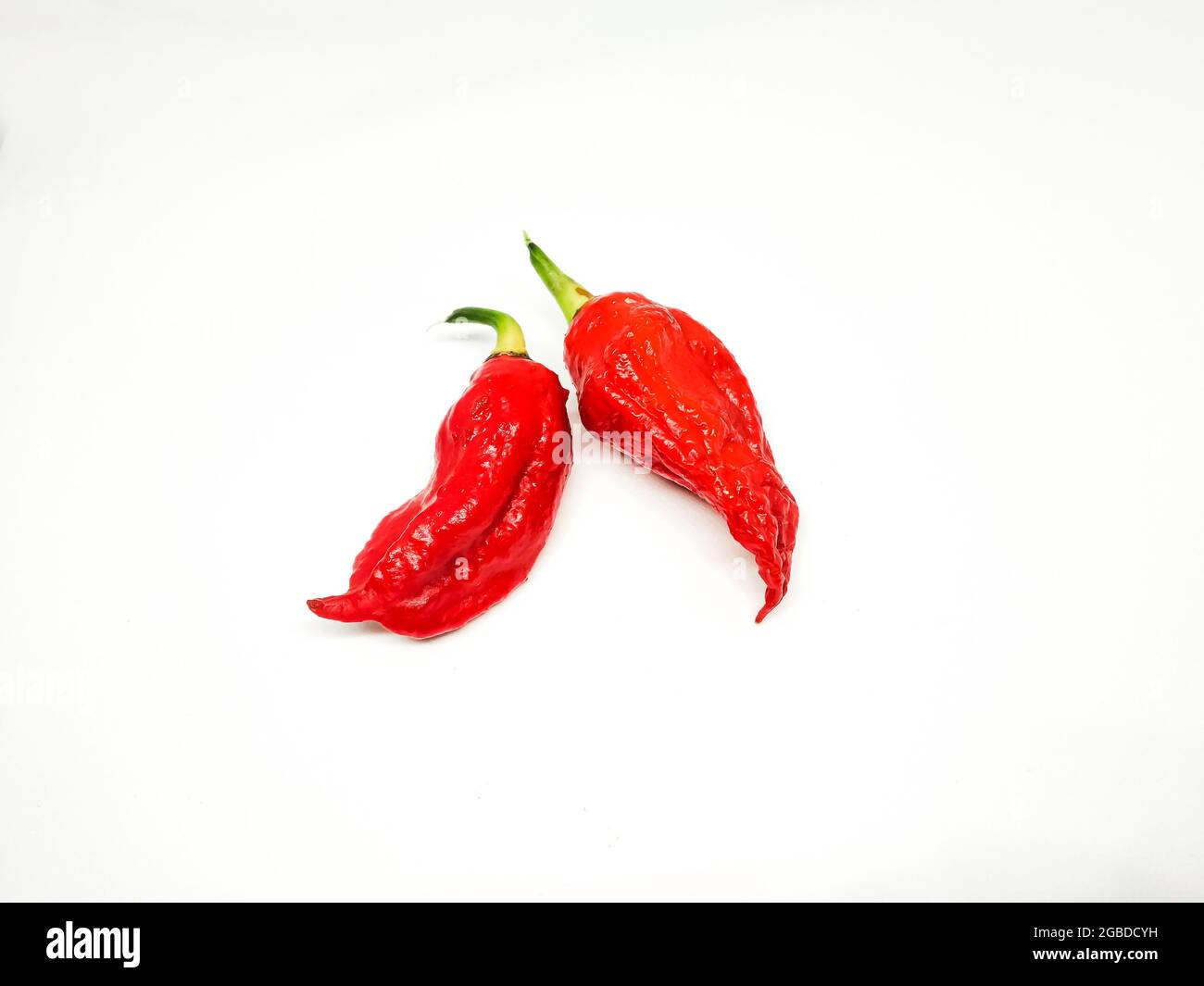 bhut jolokia ghost pepper isolated on white background. fresh Carolina ...