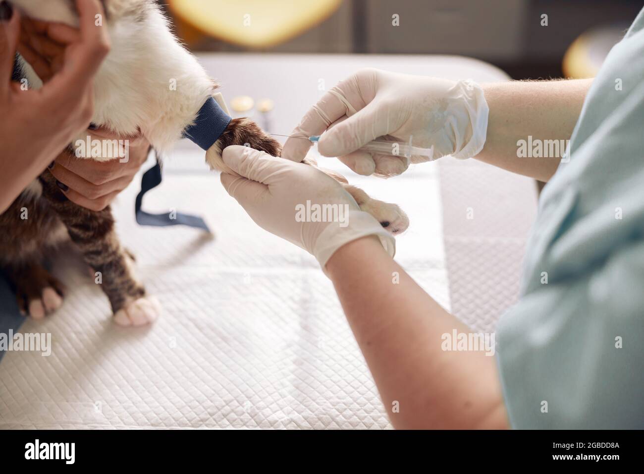 Doctor gives injection to cat with tourniquet on paw with nurse help in ...