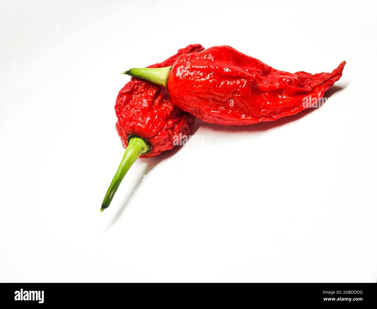 bhut jolokia ghost pepper isolated on white background. fresh Carolina ...