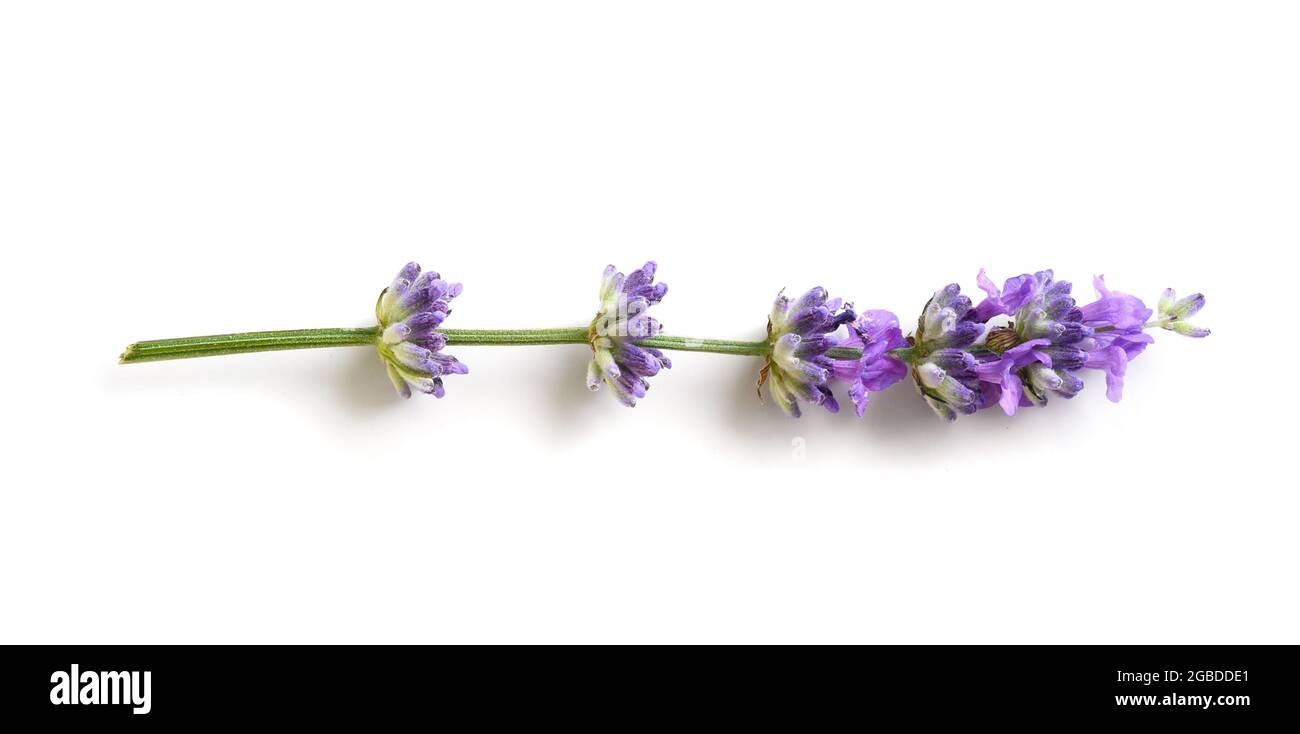 One fragrant lavender flower hi-res stock photography and images - Alamy