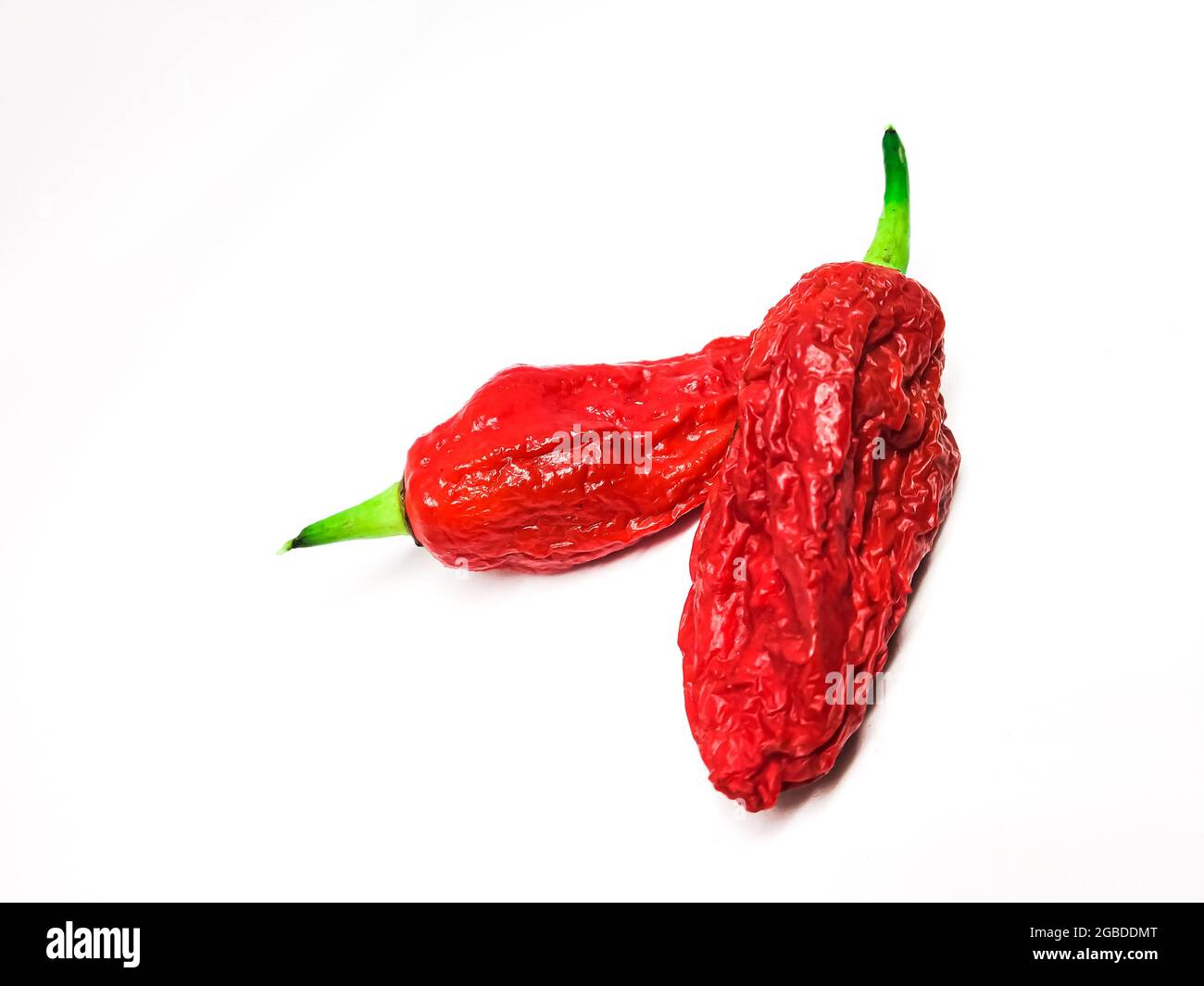 bhut jolokia ghost pepper isolated on white background. fresh Carolina ...